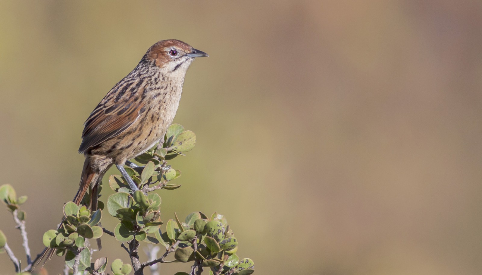 Kogel Bay Camping Trip - Bryn De Kocks